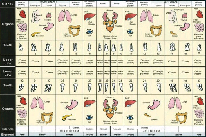 Tooth Chart – Omahara